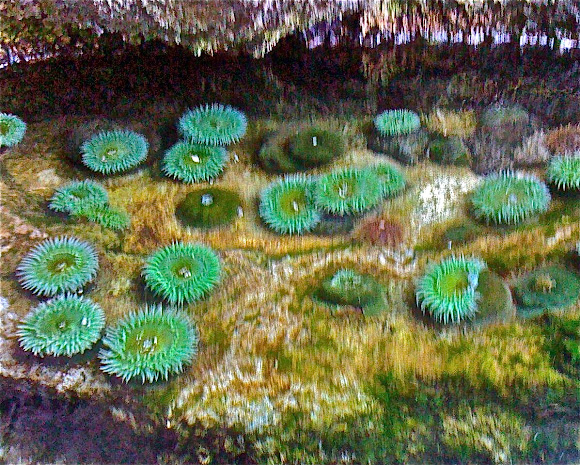 Giant Green Anemone | Project Noah