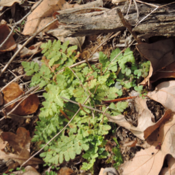 Blunt lobed Cliff Fern | Project Noah