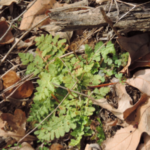 Blunt lobed Cliff Fern | Project Noah
