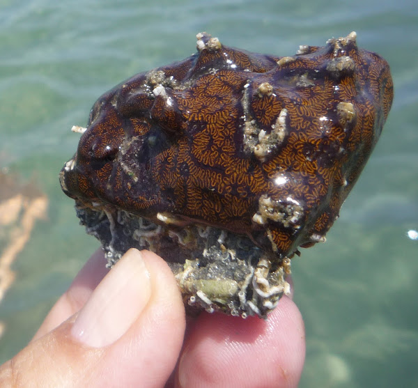 Botrylloides-Ascidia | Project Noah