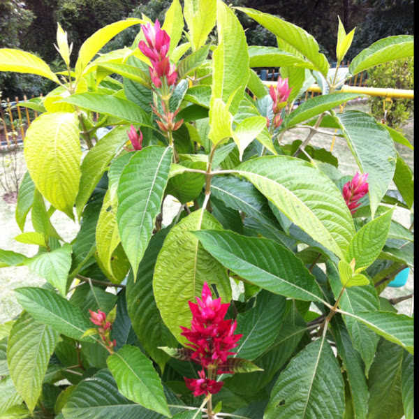 Manto Rojo | Project Noah