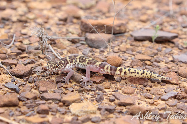 Texas Banded Gecko | Project Noah