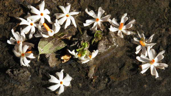 Oleaceae (Shiuli Phul) | Project Noah