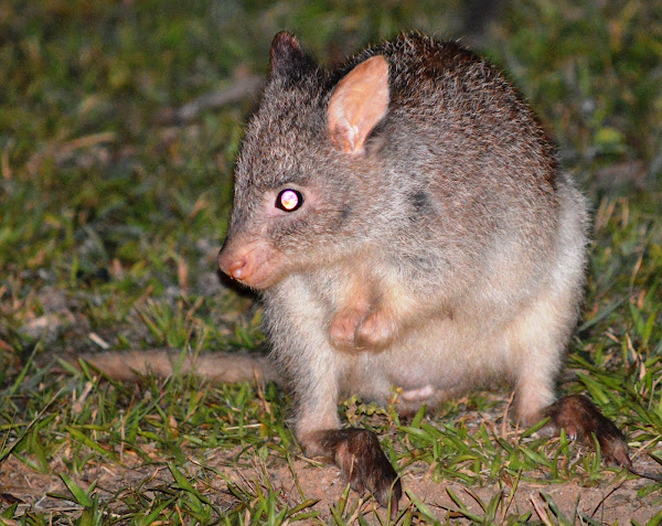 Rufous Bettong (Rufous Rat-Kangaroo) | Project Noah