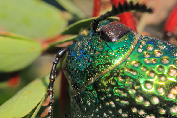 Jewel Beetle | Project Noah