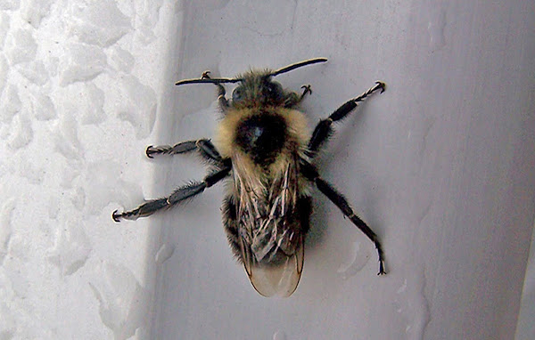 Common Eastern Bumblebee | Project Noah