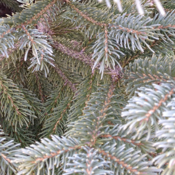 Black Hills Spruce | Project Noah