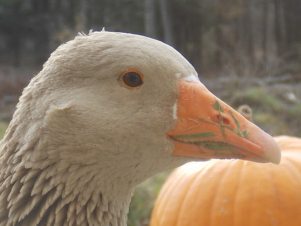 American Buff Goose. | Project Noah