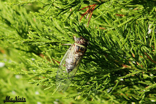 Cicada | Project Noah