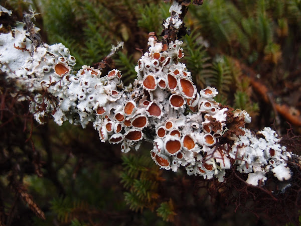 Lichen | Project Noah