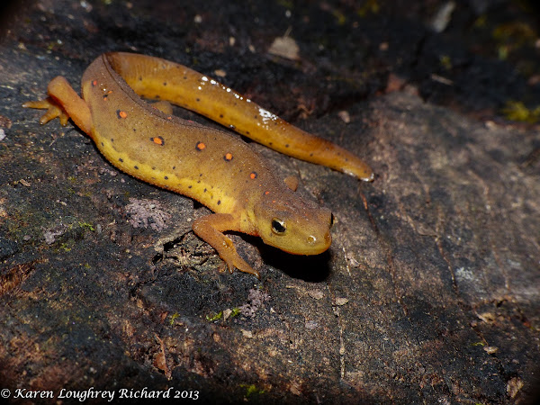 Red eft (Eastern red-spotted newt) | Project Noah