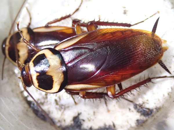 Australian Cockroach | Project Noah