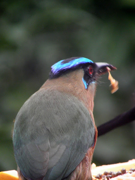 blue crowned motmot | Project Noah