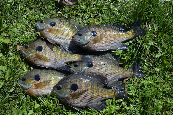 Bluegill | Project Noah