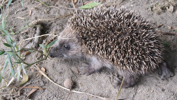 Erizo común (es), European Hedgehog (uk) | Project Noah