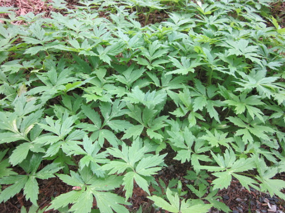 Pacific Waterleaf | Project Noah