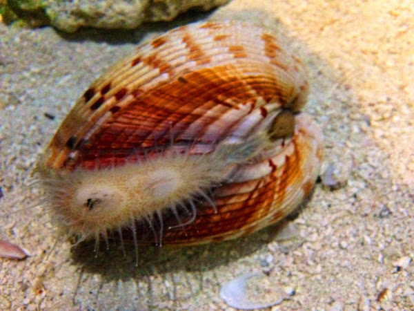 Atlantic Giant Cockle | Project Noah