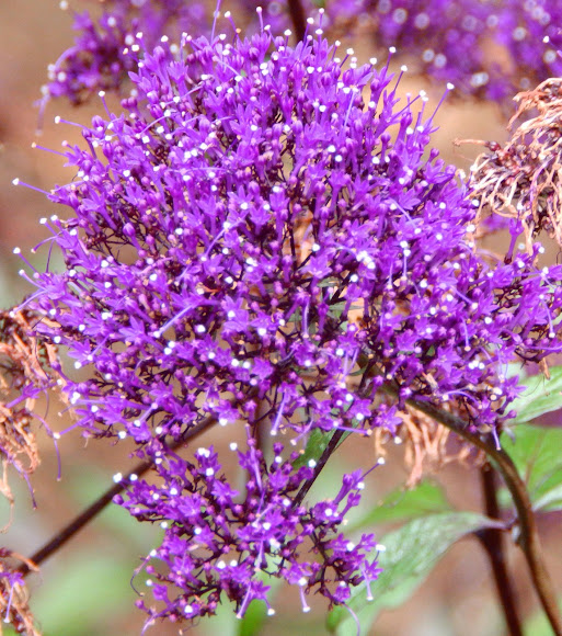 Blue throatwort | Project Noah