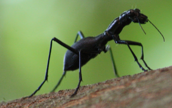 Flightless Tiger Beetle | Project Noah