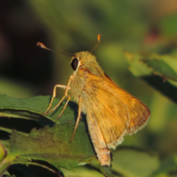 Sachem | Project Noah