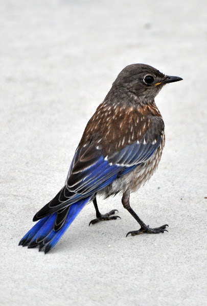 Juvenile Western Bluebird | Project Noah