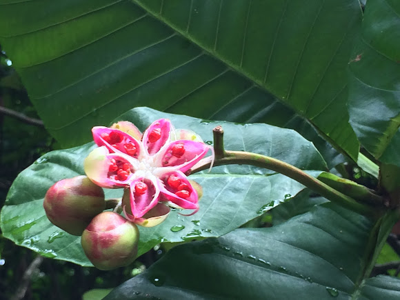 Simpoh Air | Project Noah