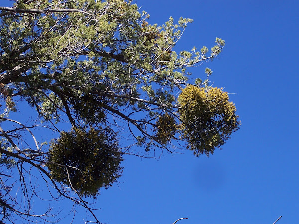 juniper mistletoe | Project Noah