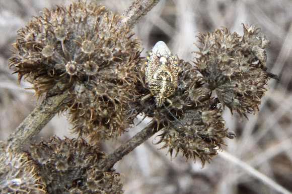 African Cluster Bug | Project Noah