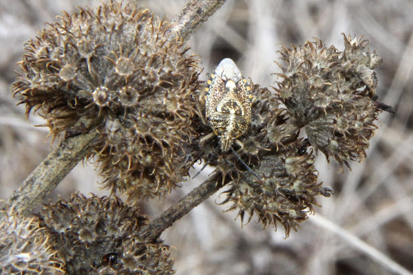 African Cluster Bug | Project Noah