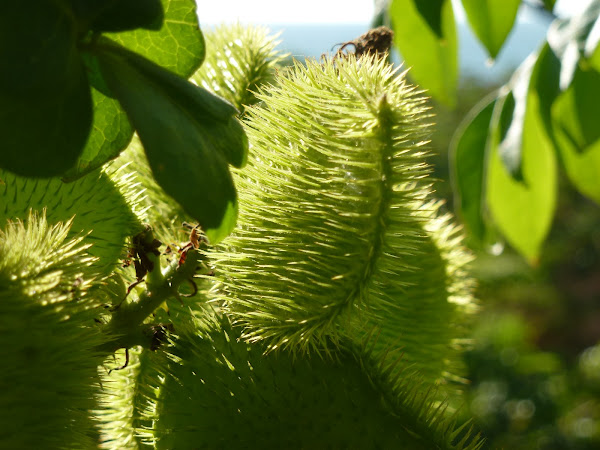 Gray Nicker Bean | Project Noah