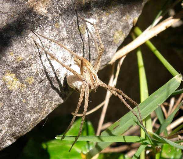 Grass spider | Project Noah