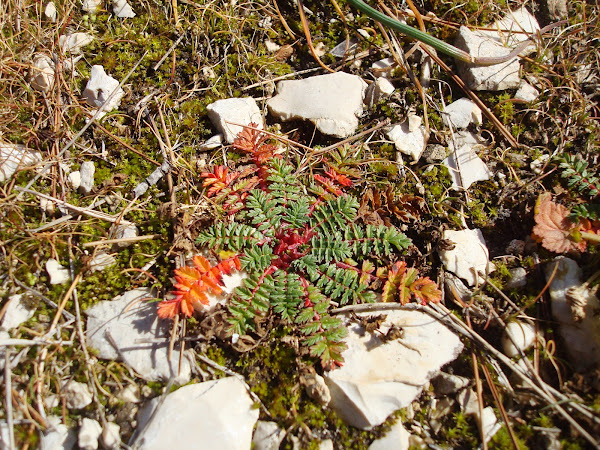 Redstem filaree | Project Noah