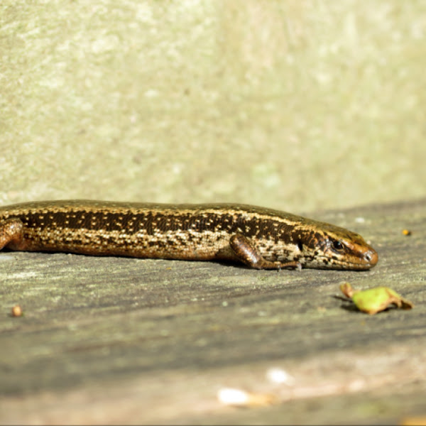 spotted skink | Project Noah