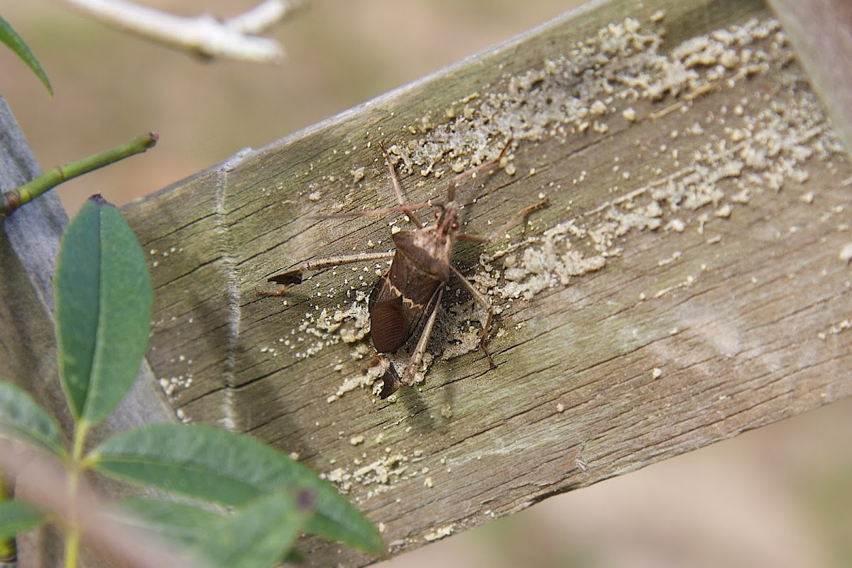 Leaf-footed Bug | Project Noah