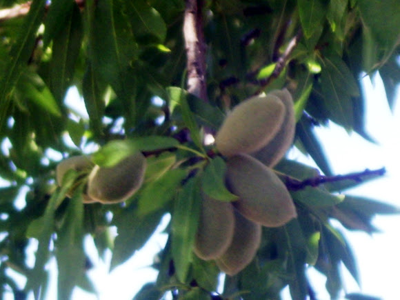 Stanley Prune Plum | Project Noah