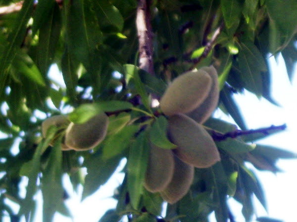 Stanley Prune Plum | Project Noah