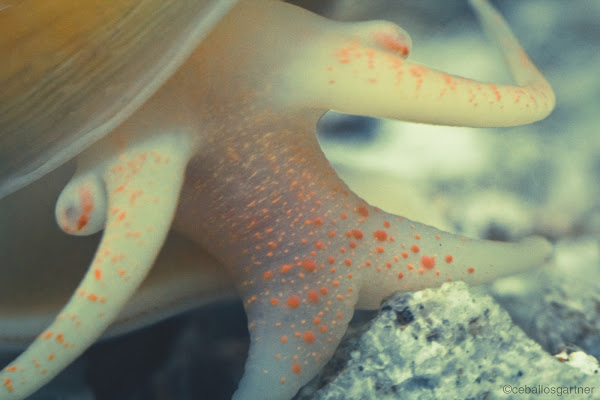 Apple snail | Project Noah