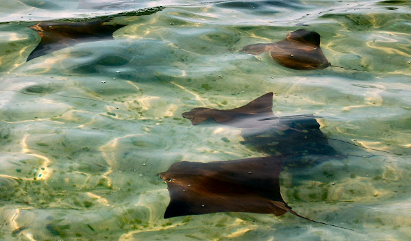 stingray | Project Noah