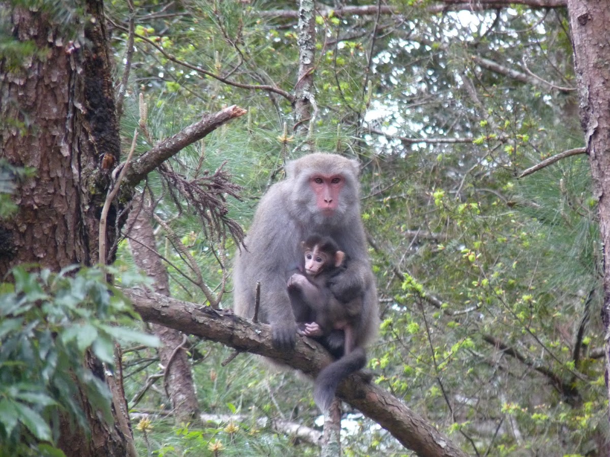 Formosan Rock Macaque | Project Noah