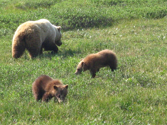 Grizzly bear | Project Noah