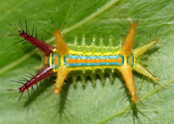 Wattle Cup Moth Caterpillar | Project Noah