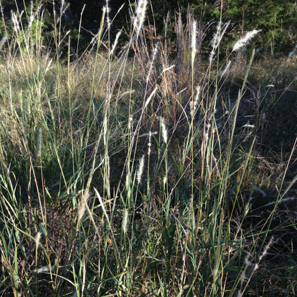 Silver bluestem | Project Noah