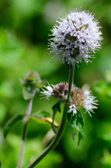 Water Mint, Menta acuática | Project Noah