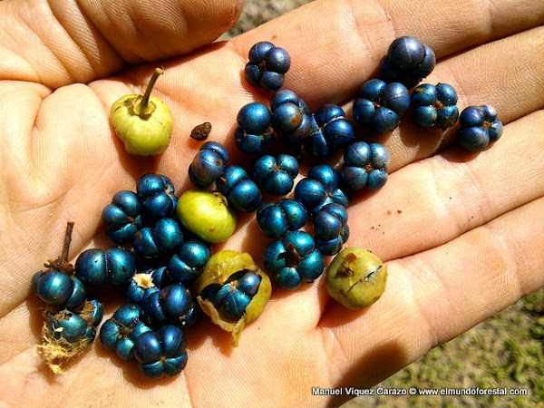 Beads tree | Project Noah