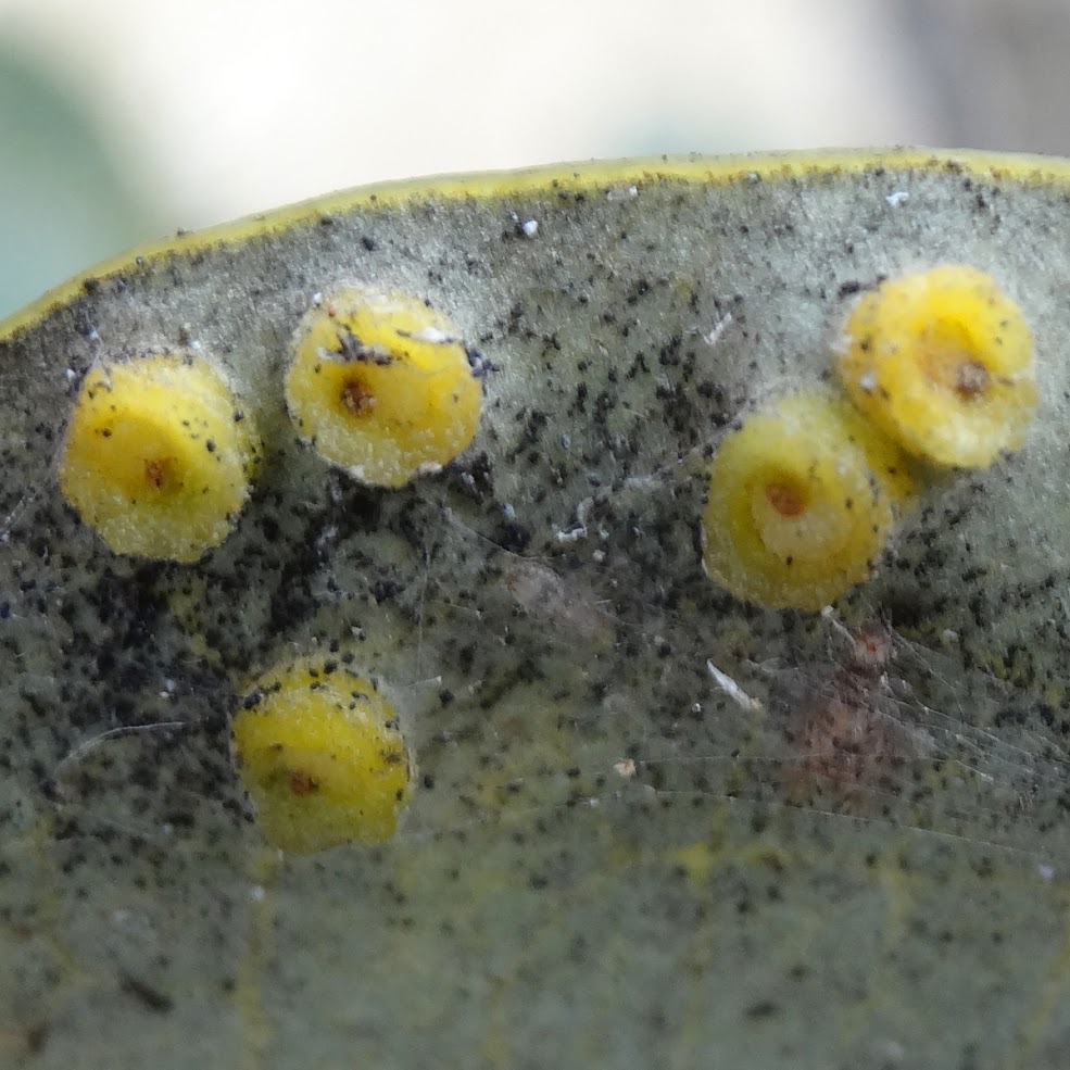 Mangrove leaf galls | Project Noah