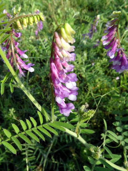Cow vetch | Project Noah