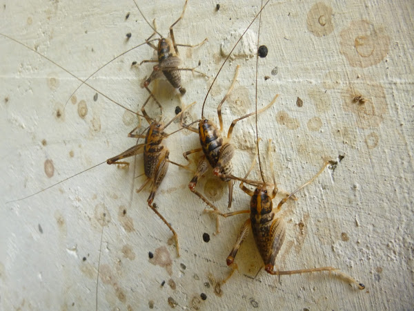 Camel cricket | Project Noah