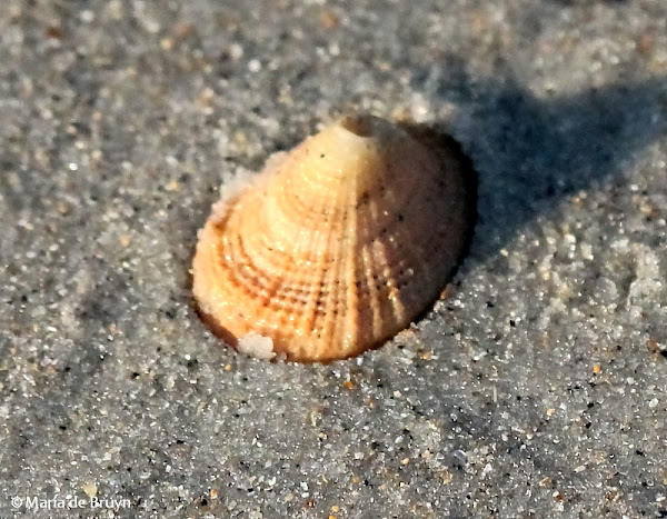 Cayenne keyhole limpet | Project Noah