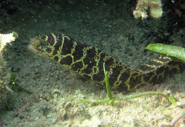 Chain Moray Eel | Project Noah