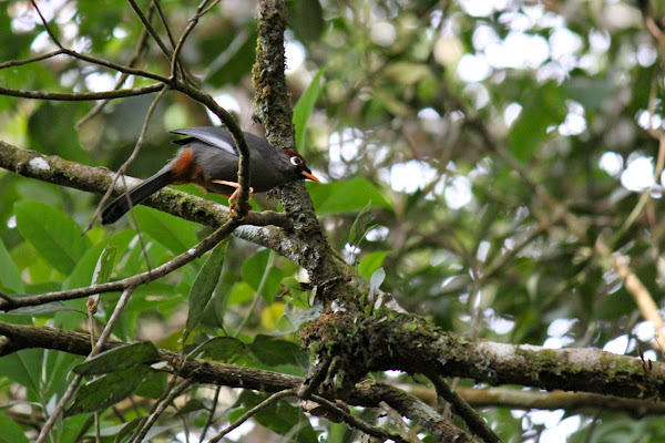 Chestnut-capped Laughingthrush | Project Noah